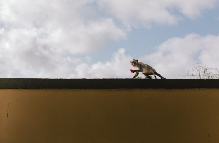 Walking the Eightfold Path » Soul Ninja