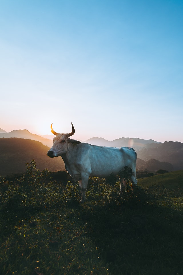 Don't transfer the ox's load to the cow. » Soul Ninja
